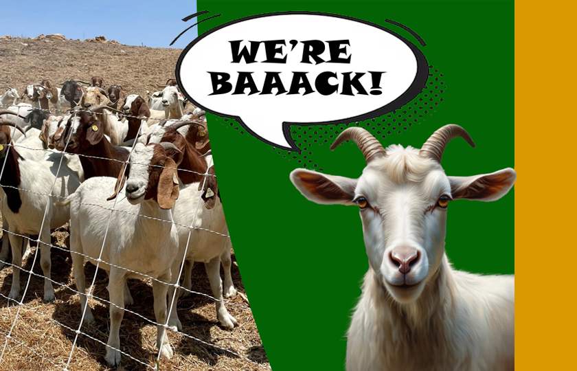Goats at Work for a Fire-Resilient Community - Hidden Hills